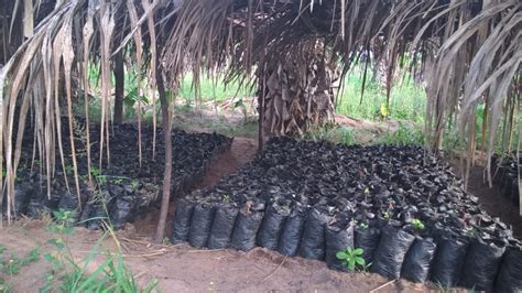 Hybrid Cocoa Seedlings For Sale Agriculture Nigeria