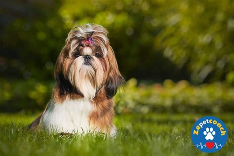 Shih Tzu caractère santé alimentation prix et entretien ZePetCoach