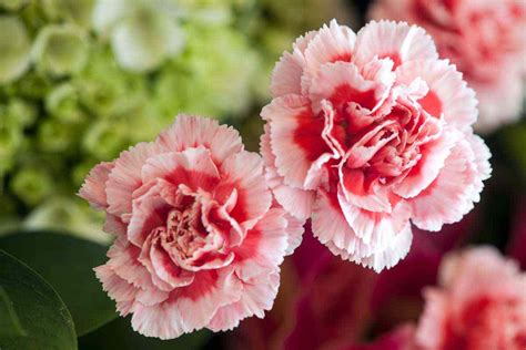 Come Piantare I Garofani Sul Balcone E Averli Rigogliosi In 2 Mesi