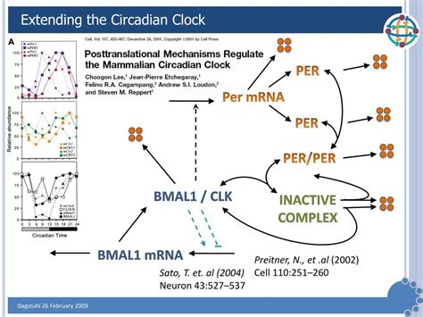 PPT Analyzing Various Models Of Circadian Clock And Cell Cycle Coupling PowerPoint