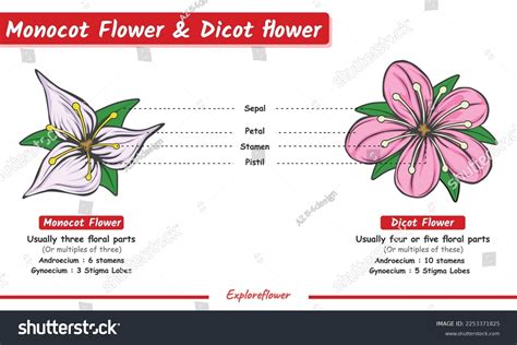 Differences Monocot Dicot Flower Ready Use เวกเตอรสตอก ปลอดคาลขสทธ