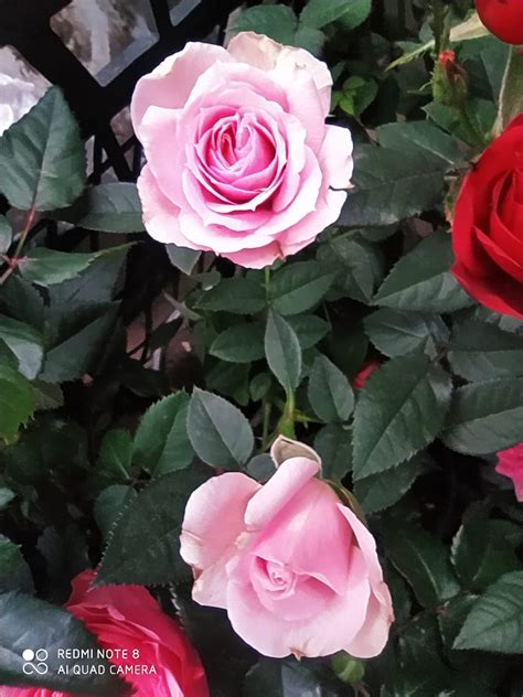 ჯუჯა ვარდები 7 ლარი Makas Yvavilebi ყვავილები