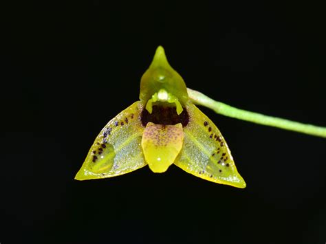 Masdevallia Mentosa — Ecuagenera Orquídeas Del Ecuador