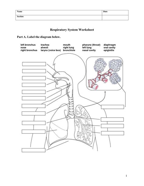 Respiratory System Worksheet Answer Key E Streetlight