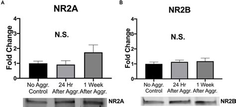 aggression did not alter nmdar subunit expression in the nac a