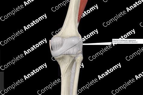 Fibular Collateral Ligament Complete Anatomy