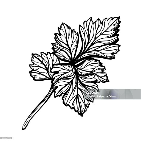 흰색 배경에 고립 된 파슬리의 잔가지 파슬리는 건강한 식단을 위한 허브입니다 매운 향기로운 향신료 손으로 그린 벡터 일러스트레이션 건강한 식생활에 대한 스톡 벡터 아트 및