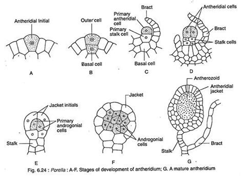 Porella The Leafy Liverworts Plantlet