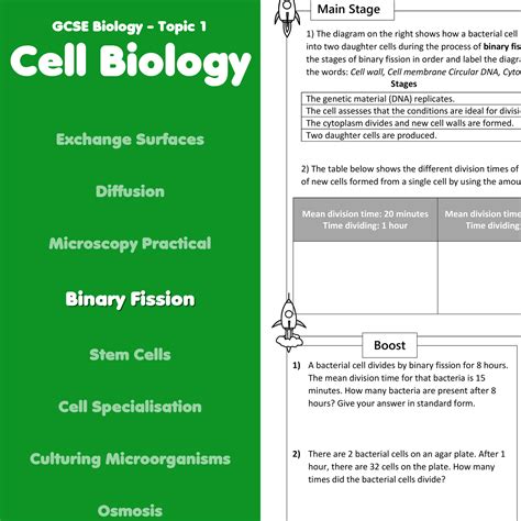 Binary Fission Home Learning Worksheet Gcse Uk