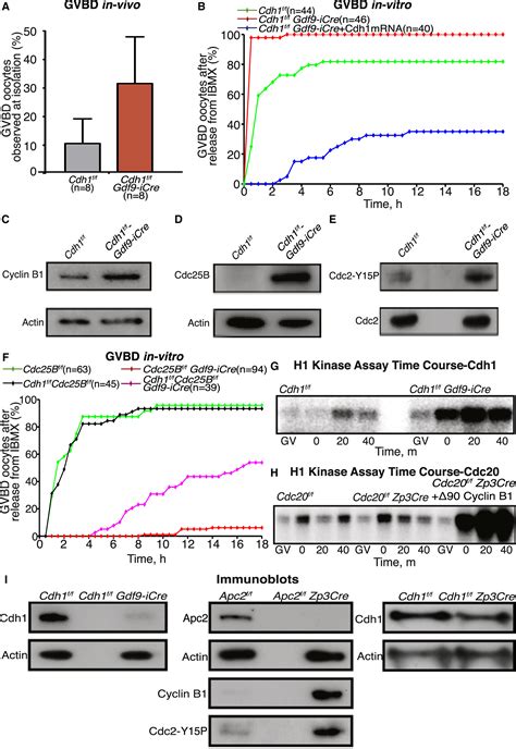 Apc Ccdh1 Enables Removal Of Shugoshin 2 From The Arms Of Bivalent