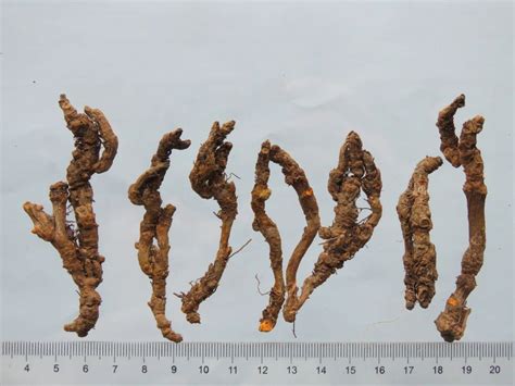 中药材甘肃和润医药集团有限公司