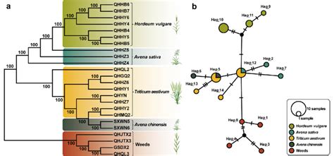 Phylogenetic Analysis A And Haplotype Analysis B Of Heterodera