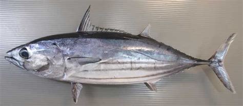 カツオ｜魚類｜市場魚貝類図鑑 魚 土佐造り 魚類