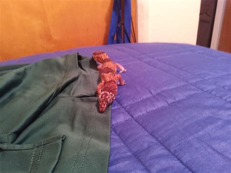 Say Hello To My Friend Zeus Rlizards