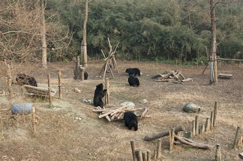Zoo News Digest Chinese Bear Bile Farm To Become A Sanctuary