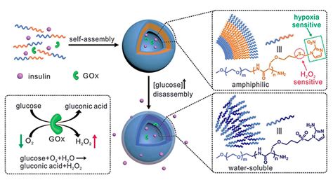 Glucose Oxidase Based Glucose Sensitive Drug Delivery For Diabetes