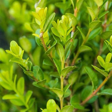 Direct Gardening 1 Gal Pot Winter Gem Boxwood Potted Broadleaf