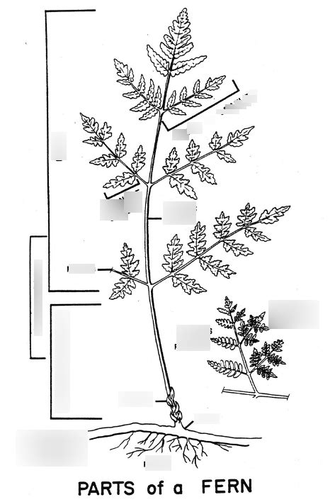 Ferns And Fern Allies Diagram Quizlet