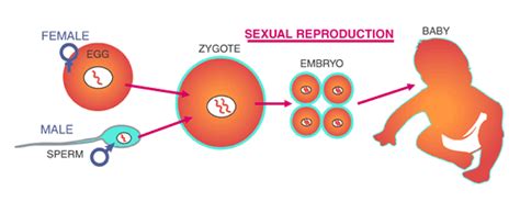 Explain The Process Of Sexual Reproduction With Diagram Repr