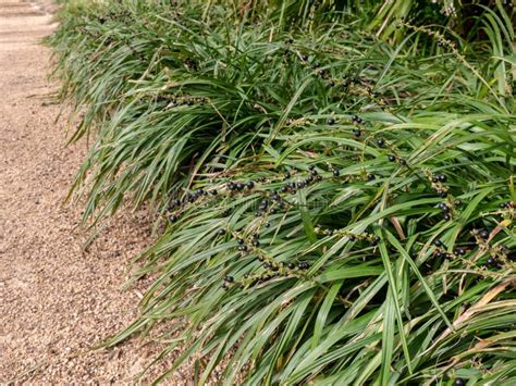 Liriope Muscari Big Blue Lilyturf Lilyturf Border Grass Or Monkey