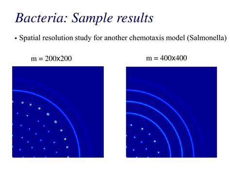ppt numerical effects in modeling and simulating chemotaxis in