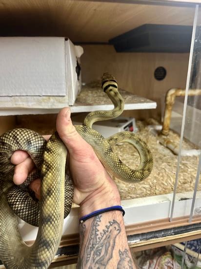 Uscbb Reduced Pattern Barneck Scrub Python By Argus Reptiles