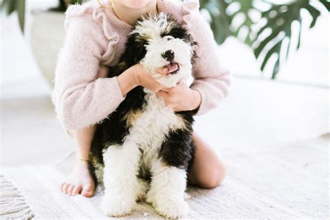 Hypoallergenic Non Shedding Dogs