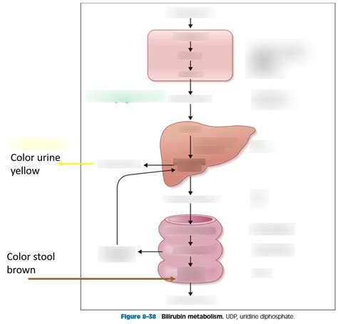 Lecture 6b Gi Module Diagram Quizlet