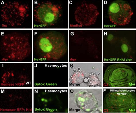 Hemocytes Remove Apoptotic Corpses A D Srp And Nimrod Download