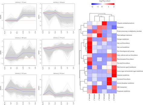 gene expression patterns and heatmap showing functional enrichment of