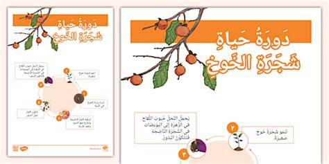 دورة حياة شجرة الخوخ Teacher Made