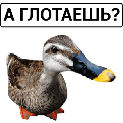 Набор стикеров для Telegram «Злая утка»