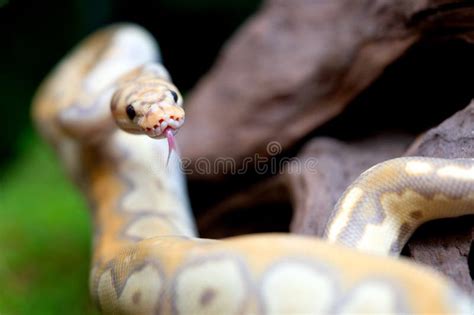 Gold Yellow Python Albino Snake Reticulated Python With Beautiful