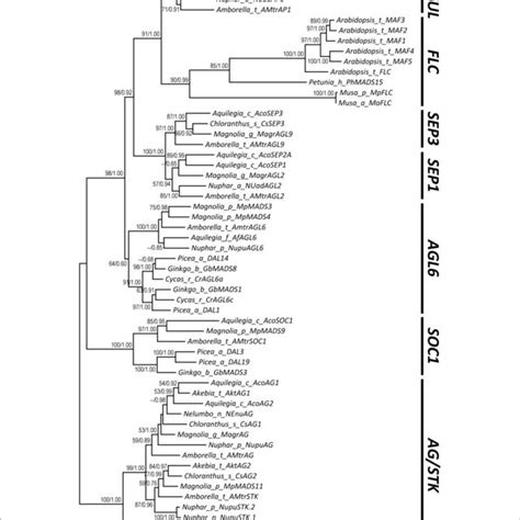 A Phylogenetic Tree Showing Relationships Of The AP1 FUL FLC SEP Download Scientific