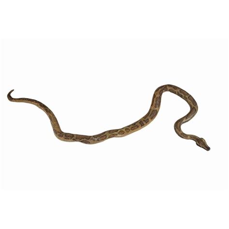 A Jungle Cruise Giant Python Prop