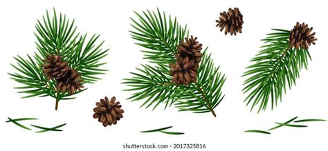 Pinecone Stock Vectors And Vector Art Shutterstock