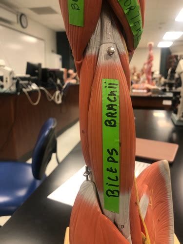 Muscles Of The Upper Limb Flashcards Quizlet