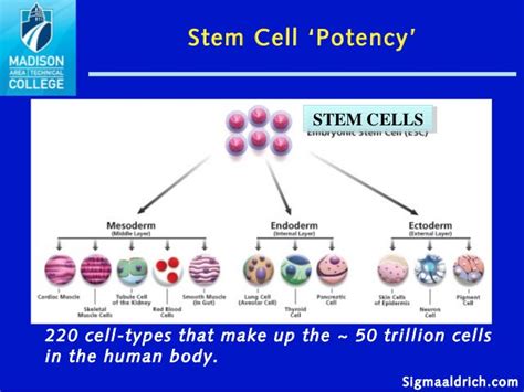 Stem Cell Research Stem Cell Res Twitter