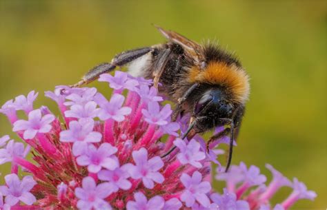 Bee By Capto Ephotozine Bee By Capto Ephotozine