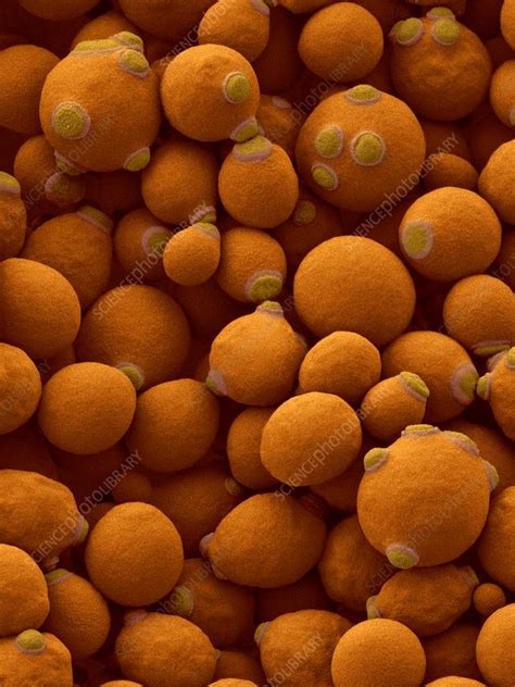 Candida Albicans Yeast Stage Sem Stock Image C0323205 Science