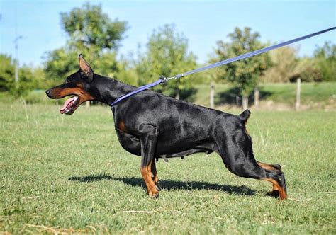 Doberman Ear Cropping Styles Paul Doberman