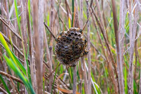 Wasps Insects Nature Free Photo On Pixabay Pixabay