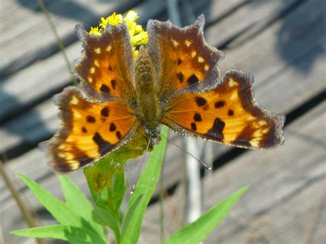 Polygonia Gracilis Mallard Lake Trail Yellowstone National Park Wyoming