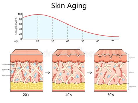 Skin Aging Process Collagen Decline Diagram Stock Vector Illustration