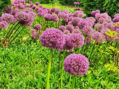 Alium Globemaster Bad Pyrmont Free Photo On Pixabay Pixabay
