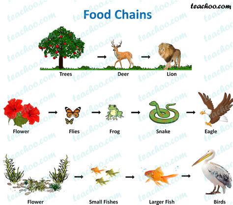 Best 13 What Is The Difference Between Food Chain And Food Web Artofit