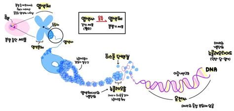 생명과학 1 유전 정보와 염색체2 체세포 분열 생식세포 분열감수 분열 세포 주기 핵형 핵상 네이버 블로그
