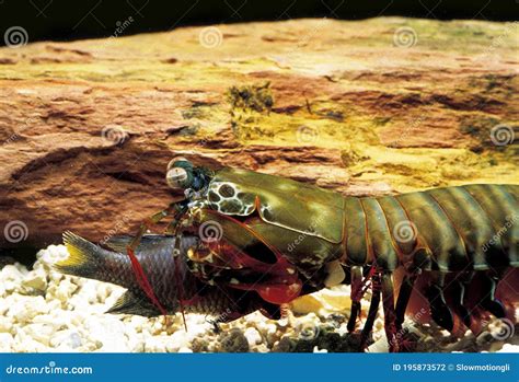Peacock Mantis Shrimp Odontodactylus Scyllarus Adult Eating Fish