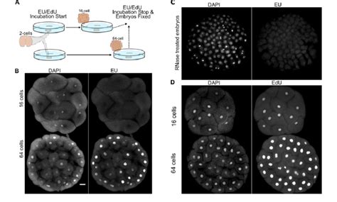 Zygotic Genome Activation At The 64 Cell Stage Of Hydractinia Embryos