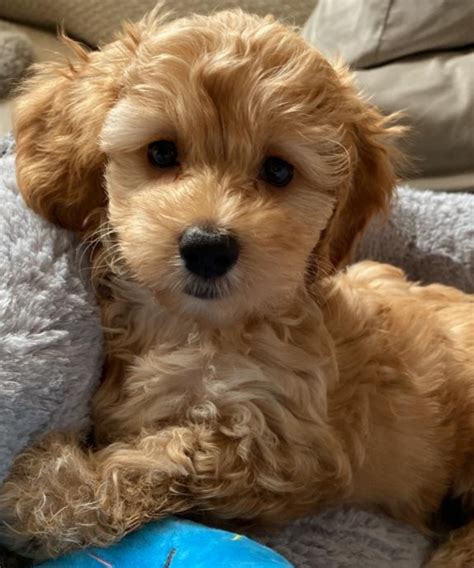 Wir Züchten Traumhaft Süße Cockapoo And Havapoo Wir Züchten Traumhaft Süße Cockapoo And Havapoo